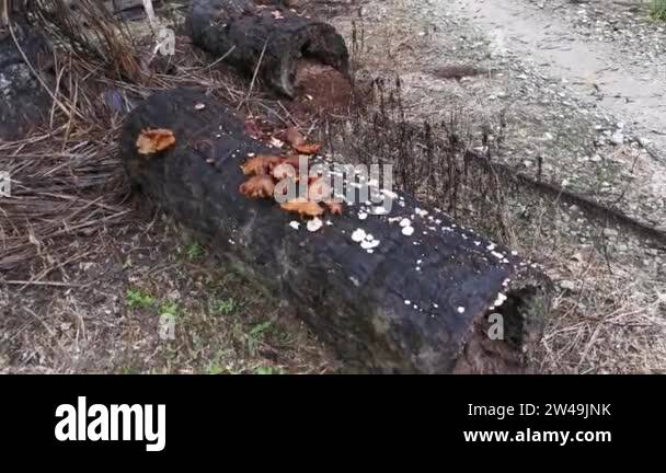 footage of the clusters of inedible dying fungi growing on the dead ...