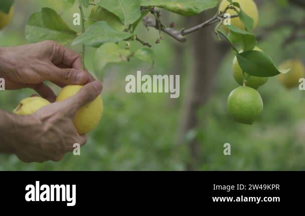 Lemon tree background Stock Videos & Footage - HD and 4K Video Clips ...