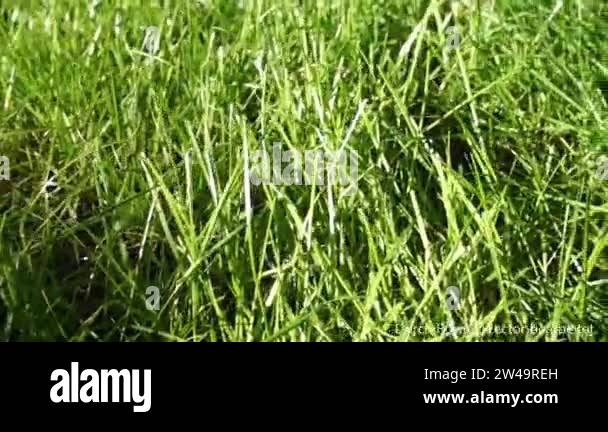 Rasen rasen Stock Videos & Footage - HD and 4K Video Clips - Alamy