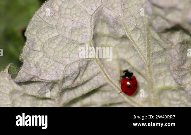 Black spotted red ladybug Stock Videos & Footage - HD and 4K Video ...