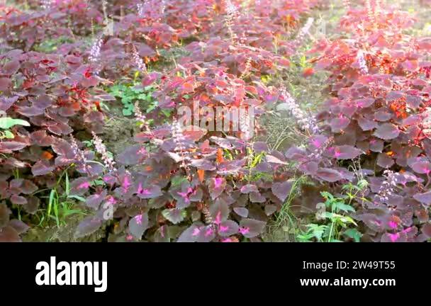 Coleus tree Stock Videos & Footage - HD and 4K Video Clips - Alamy