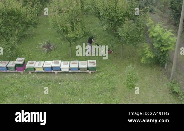 Camera is hovering over gardener is cutting grass among beehives ...