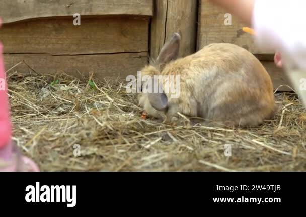 Children breeding Stock Videos & Footage - HD and 4K Video Clips - Alamy