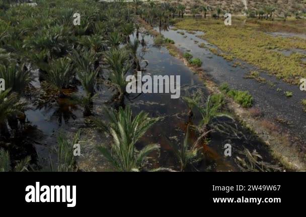 Aerial drone point view aftermath of heavy rain, flooded fields, dead ...