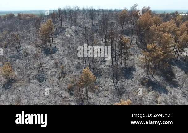 Dead ash trees Stock Videos & Footage - HD and 4K Video Clips - Alamy