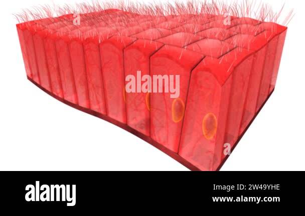 Columnar epithelium Stock Videos & Footage - HD and 4K Video Clips - Alamy