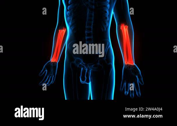 3D Animation Concept of Human Skeleton System Radius and Ulna Bone ...