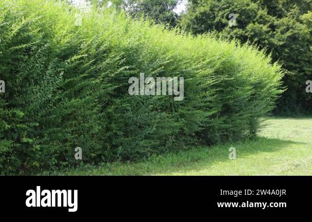 Hedge of box Stock Videos & Footage - HD and 4K Video Clips - Alamy