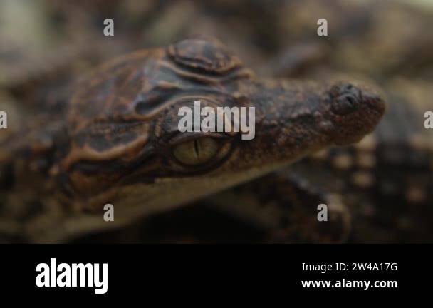 Baby Crocodiles - ECU of one croc head, move to two heads Stock Video ...
