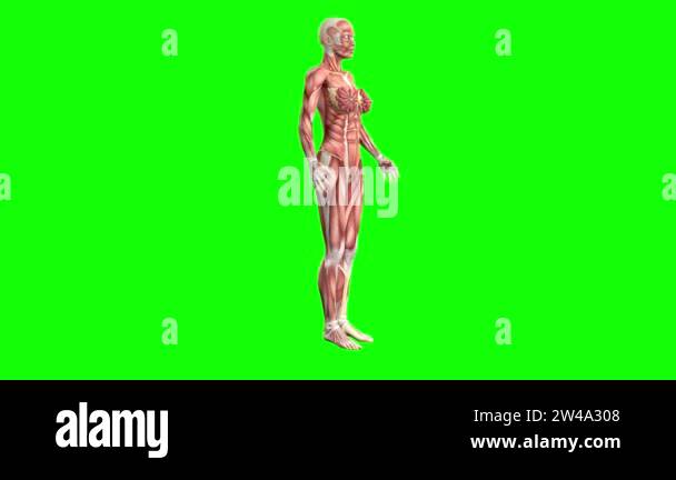 Female body anatomy - muscle map rotating on green screen - woman ...