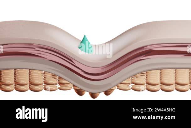 3d rendering of animation of the anatomy of skin layers, membranes ...