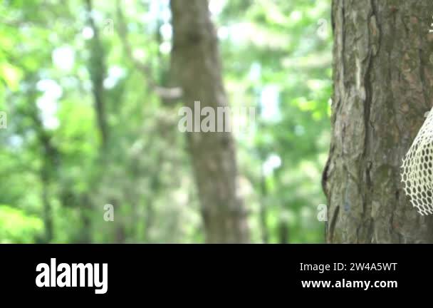 Woman trapped rope Stock Videos & Footage - HD and 4K Video Clips - Alamy