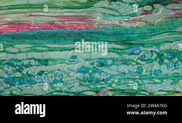 Stalk structure Stock Videos & Footage - HD and 4K Video Clips - Alamy