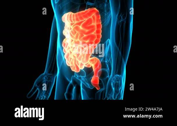 3D Animation Concept of Human Digestive System Large and Small ...