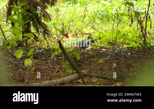 Ground hops Stock Videos & Footage - HD and 4K Video Clips - Alamy