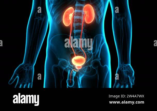 3D Animation Concept of Human urinary System Kidneys with Bladder ...