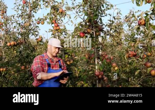 farmer, agronomist inspects apple harvest to avoid pests, checks the ...
