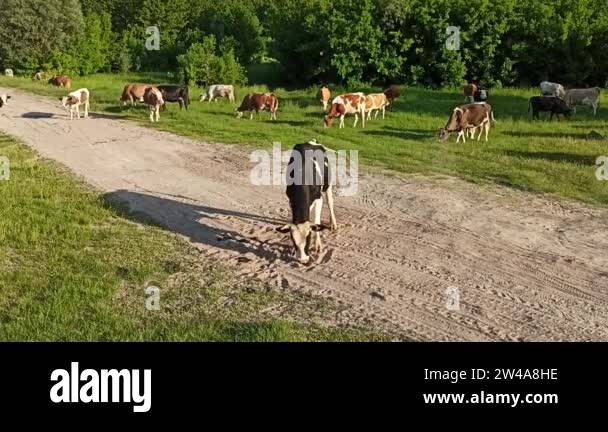 Aggressive bull digs sand with his hoof. Young bull shrieking and ...
