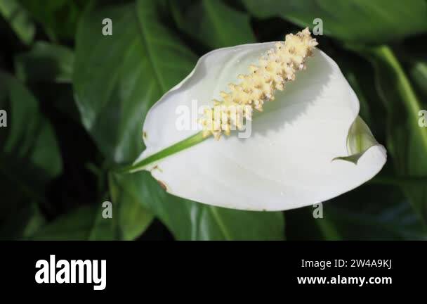 Arum plant Stock Videos & Footage - HD and 4K Video Clips - Alamy