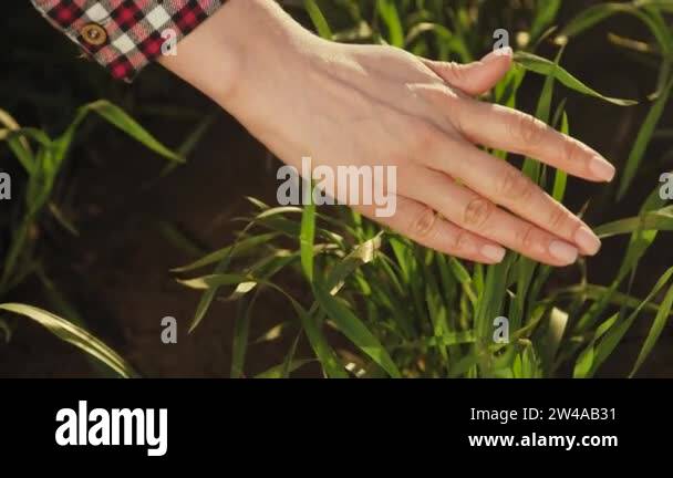 Farmers hand touches wheat sprouts on fertile land. Environmental ...