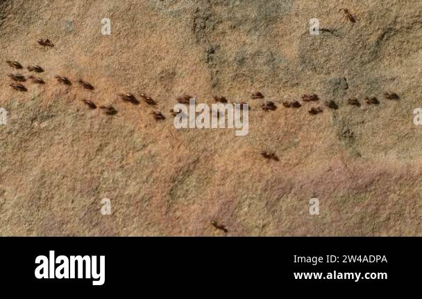Black ants walking from left to right in line on the stone floor. The ...