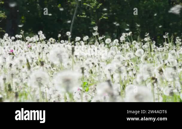 Fluffy Seeds Flying Over the Clearing. Large forest glade of ripe ...