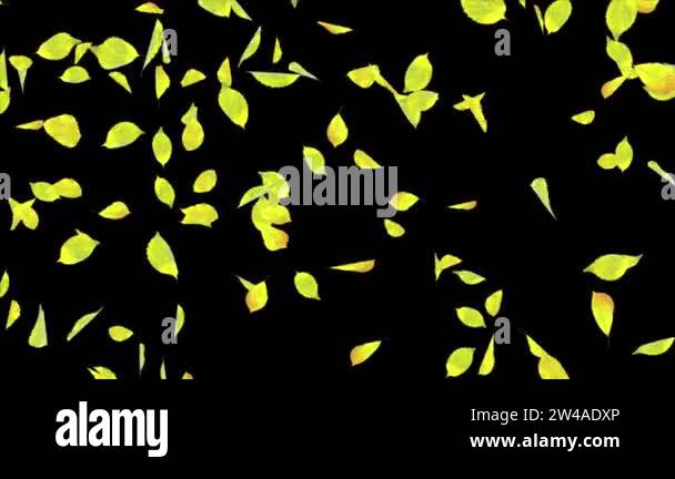 3D 4K Animation of a mint leaves Falling flow motion Loop Animation ...