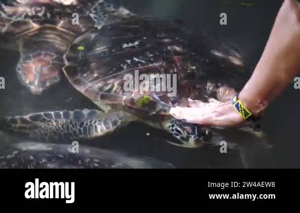 Sea turtles chelonia Stock Videos & Footage - HD and 4K Video Clips - Alamy