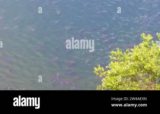 Isolated Footage that shows school of fish swimming together very close ...