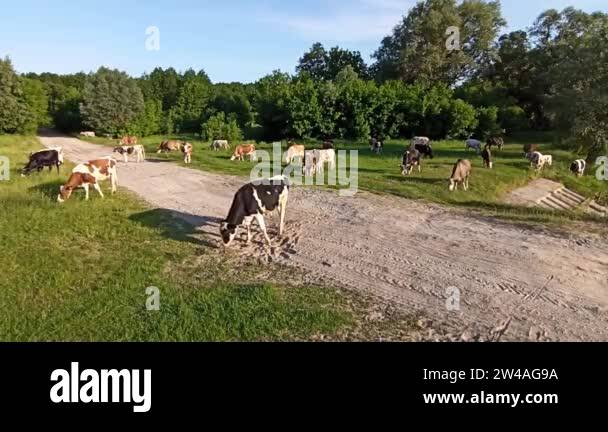 Aggressive cows Stock Videos & Footage - HD and 4K Video Clips - Alamy