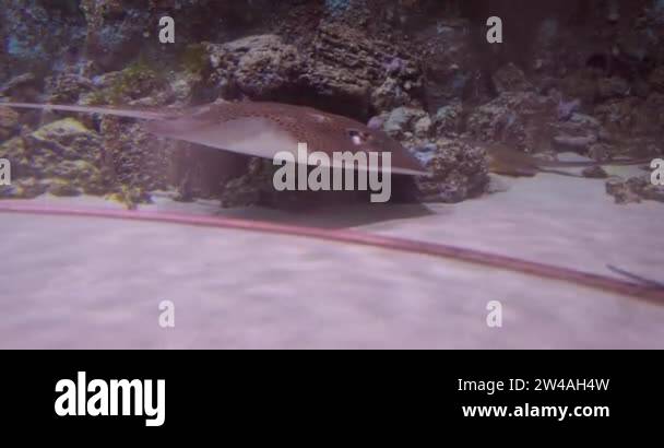 Stingrays under water. Stingrays are a group of sea rays, which are ...