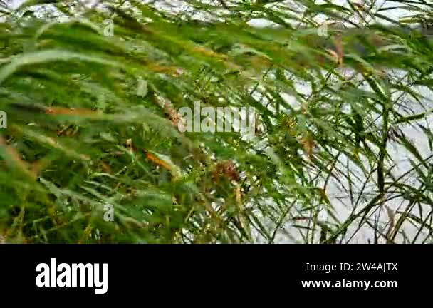 Flooding in a Typhoon with rain. Wild water nature in the rainy and ...
