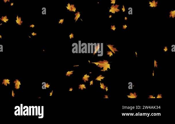 Autumn leaves falling Realistic 3D Alpha channel loop Animation. golden ...