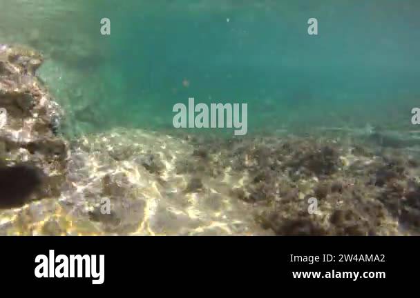 Underwater of a real sea with microscopic animals, planktons and small ...
