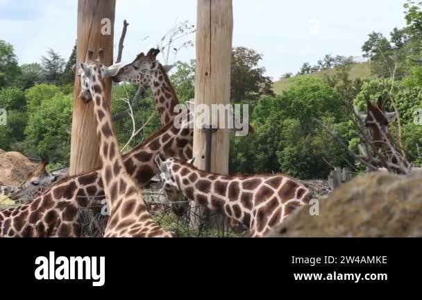 Female giraffe giraffa camelopardalis head Stock Videos & Footage - HD ...