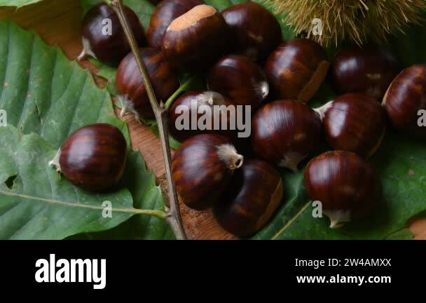 Curly chestnut tree Stock Videos & Footage - HD and 4K Video Clips - Alamy