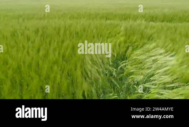 Flattening field Stock Videos & Footage - HD and 4K Video Clips - Alamy