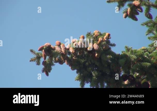 A lump on the branch of a pine Stock Video Footage - Alamy