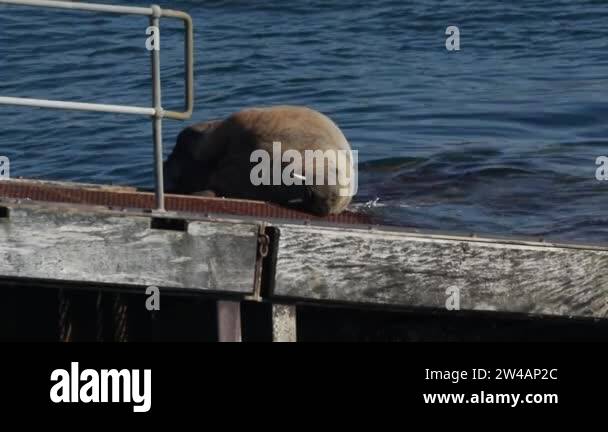 A rare Walrus, Odobenus rosmarus, lying on the ramp of Tenby lifeboat ...