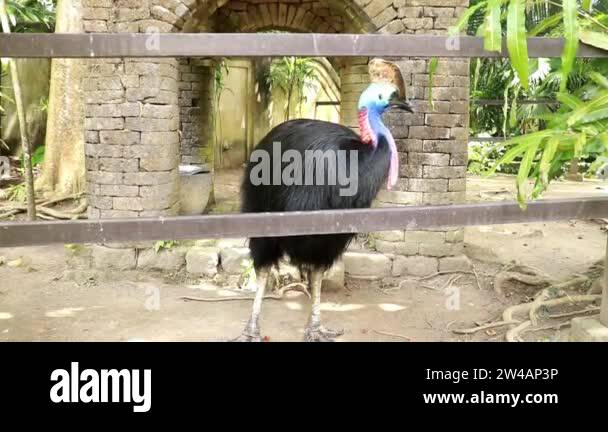 Cassowary is the largest bird, have native to Papua New Guinea and ...