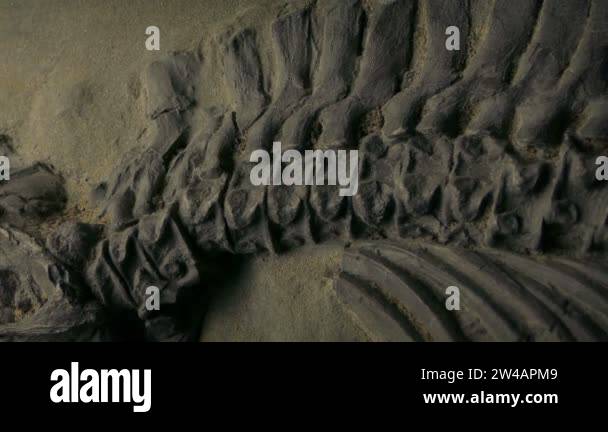 Shark spine Stock Videos & Footage - HD and 4K Video Clips - Alamy