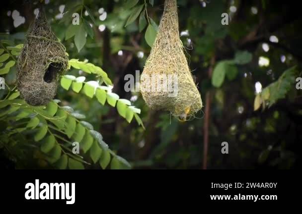Baya weaver building nest Stock Videos & Footage - HD and 4K Video ...