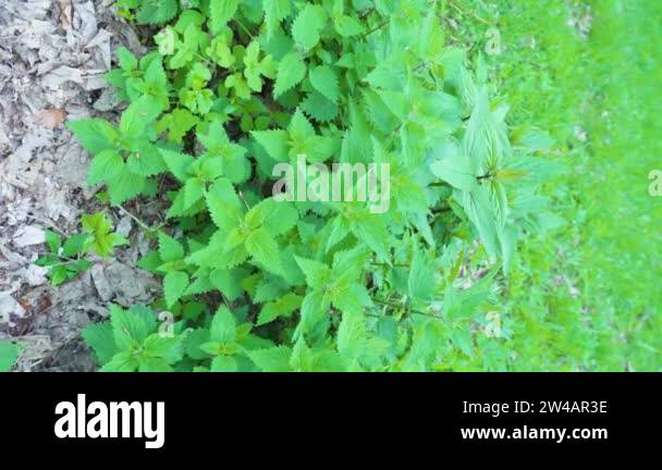 Dioecious plants Stock Videos & Footage - HD and 4K Video Clips - Alamy