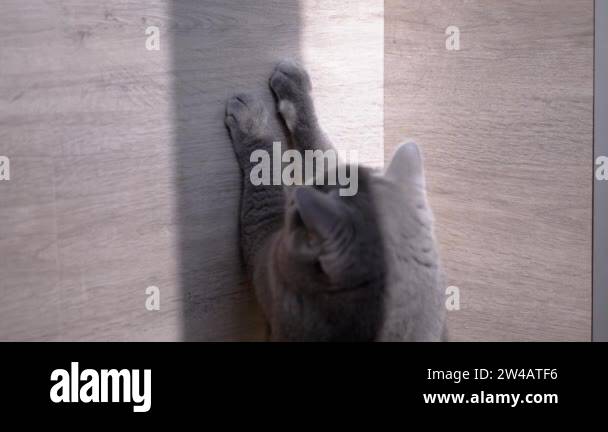 British bunny Stock Videos & Footage - HD and 4K Video Clips - Alamy