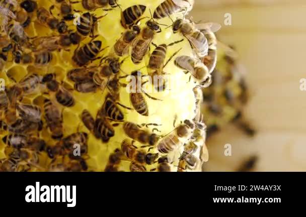 Bees work on honeycomb with honey in the hive in SLOW MOTION HD VIDEO ...