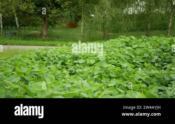 Knotweed Japanese, invasive expansive species of dangerous plants leaf, leaves Asia Reynoutria ...