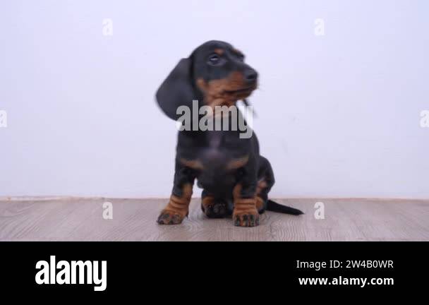 Cute scared dachshund puppy sits and looks around in confusion. The ...