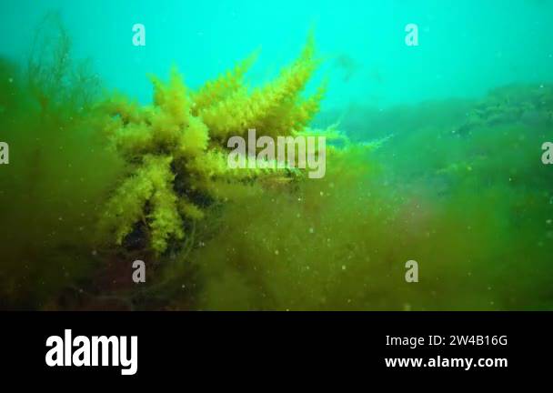 Different cpecies of green, brown and red algae and hidroids on stones ...