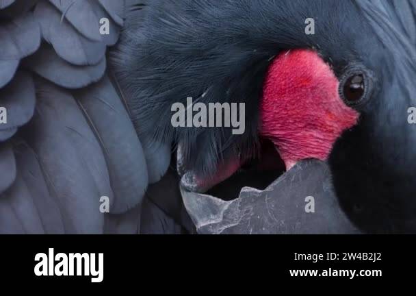 Parrots tongue Stock Videos & Footage - HD and 4K Video Clips - Alamy