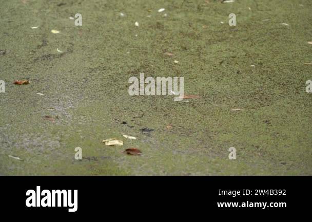 Disgustingly dirty water, duckweed. Ecological catastrophy. Polluted ...